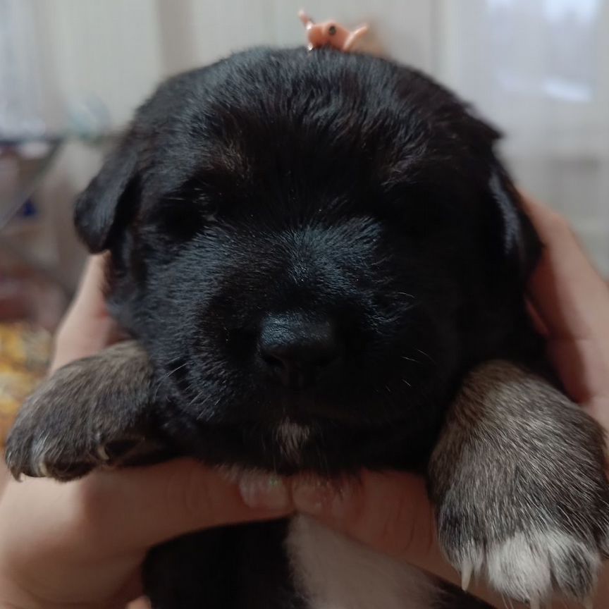 Щенок в добрые руки