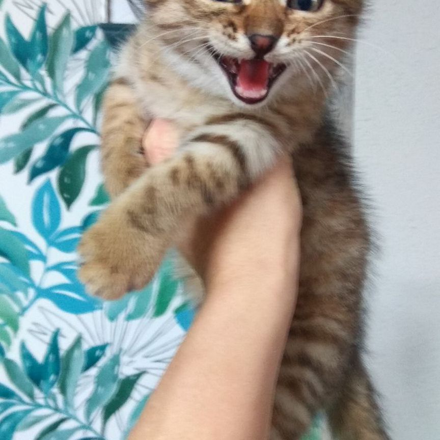 Котята рысята