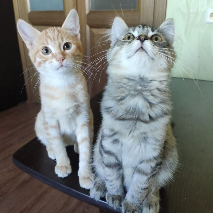 Классные котята Ника и Лева ждут семью