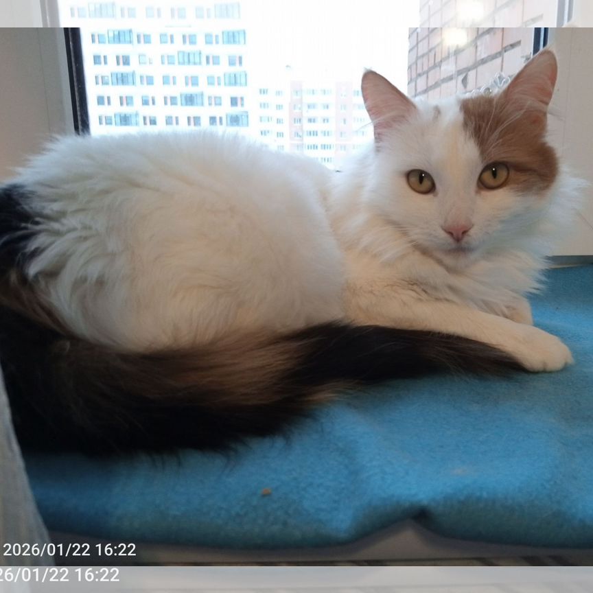 Взрослая, кошка в добрые руки