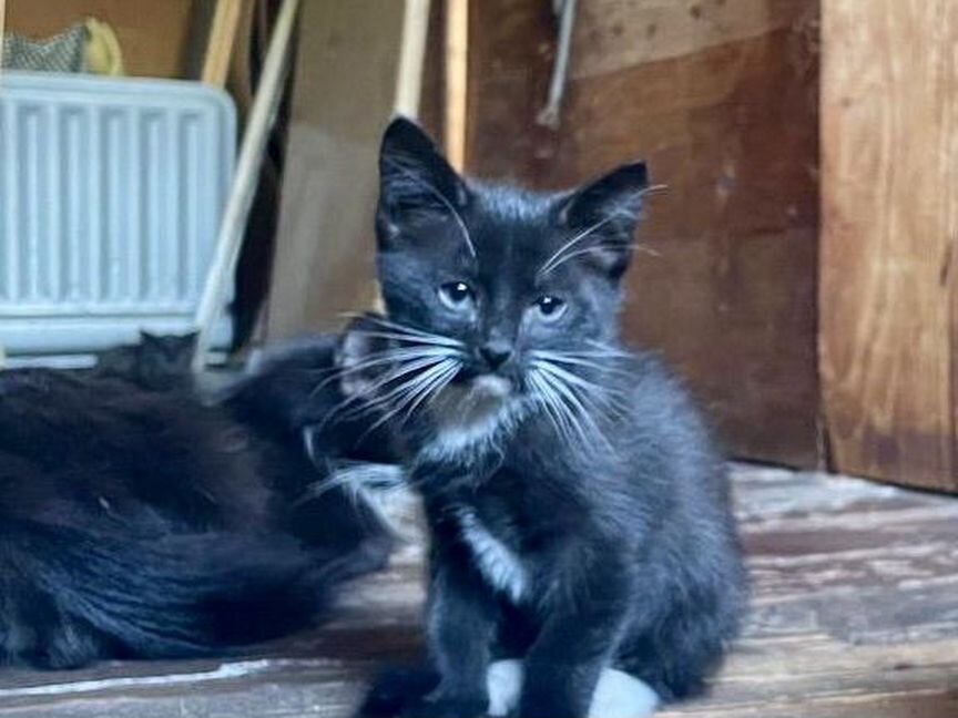 Бусинка ищет дом