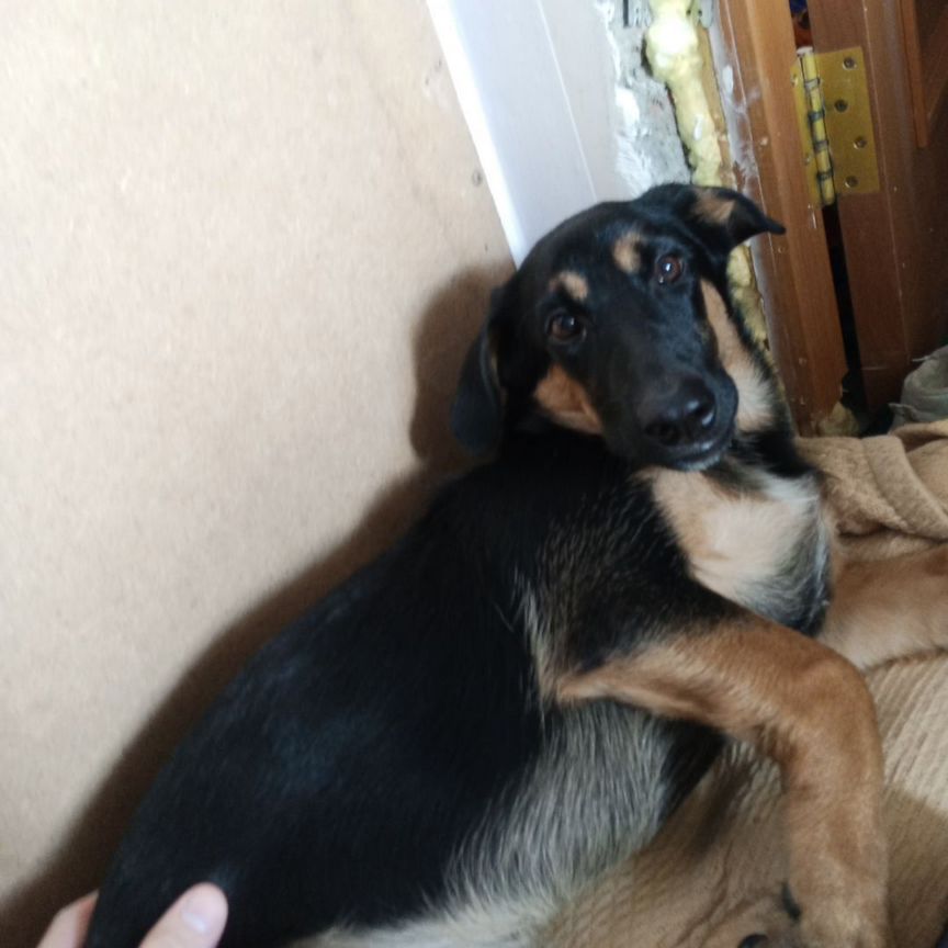 Отдам в хорошие руки щенка