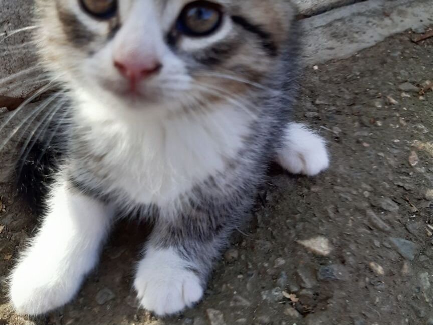 Ласковые добрые котята ищут добрые руки