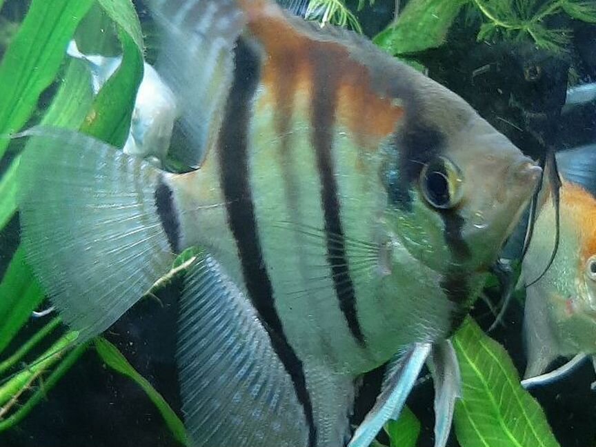 Скалярии Манакапуру