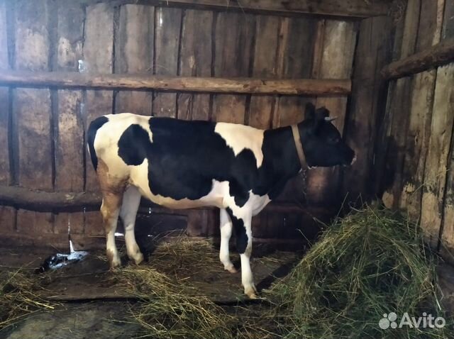 Телка на мясо.Торг