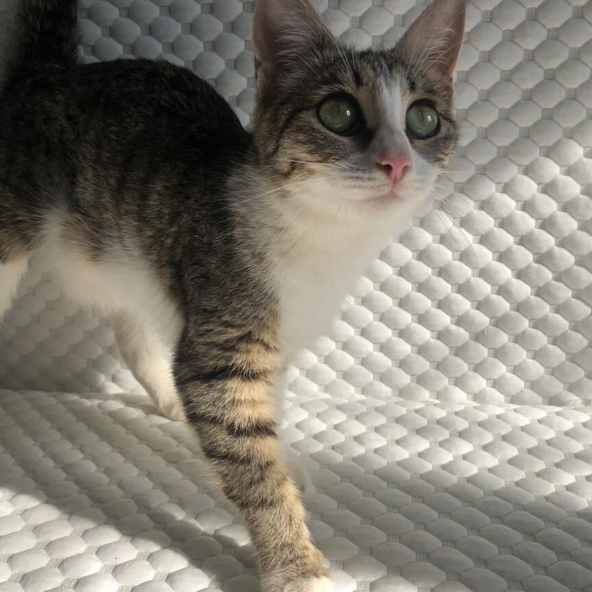 Кошечка Муся в добрые руки