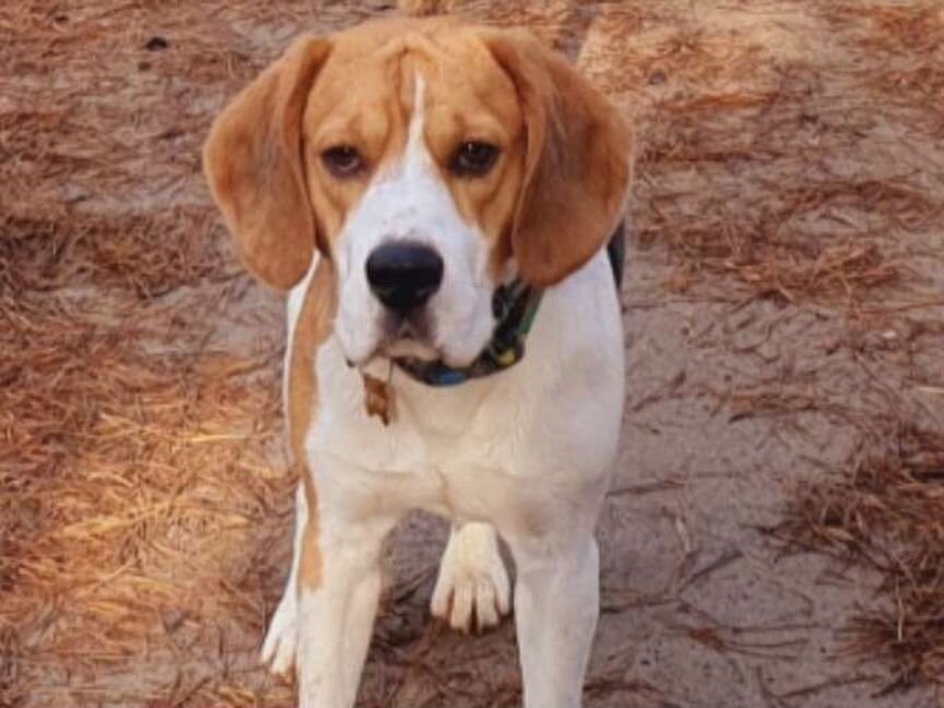 Вязка собак. Бигль