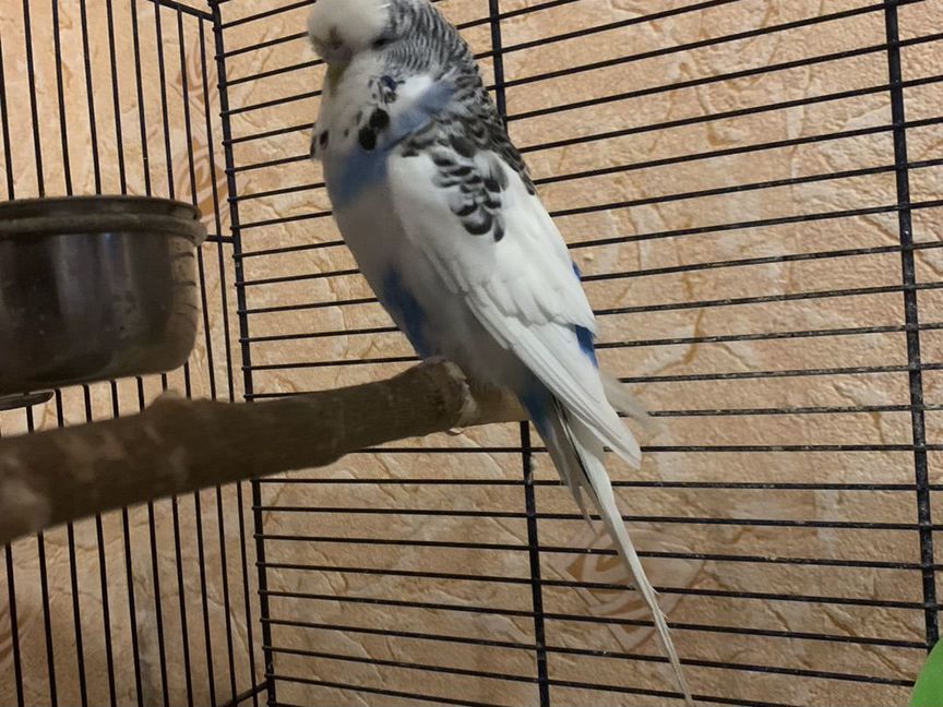 Попугай чех