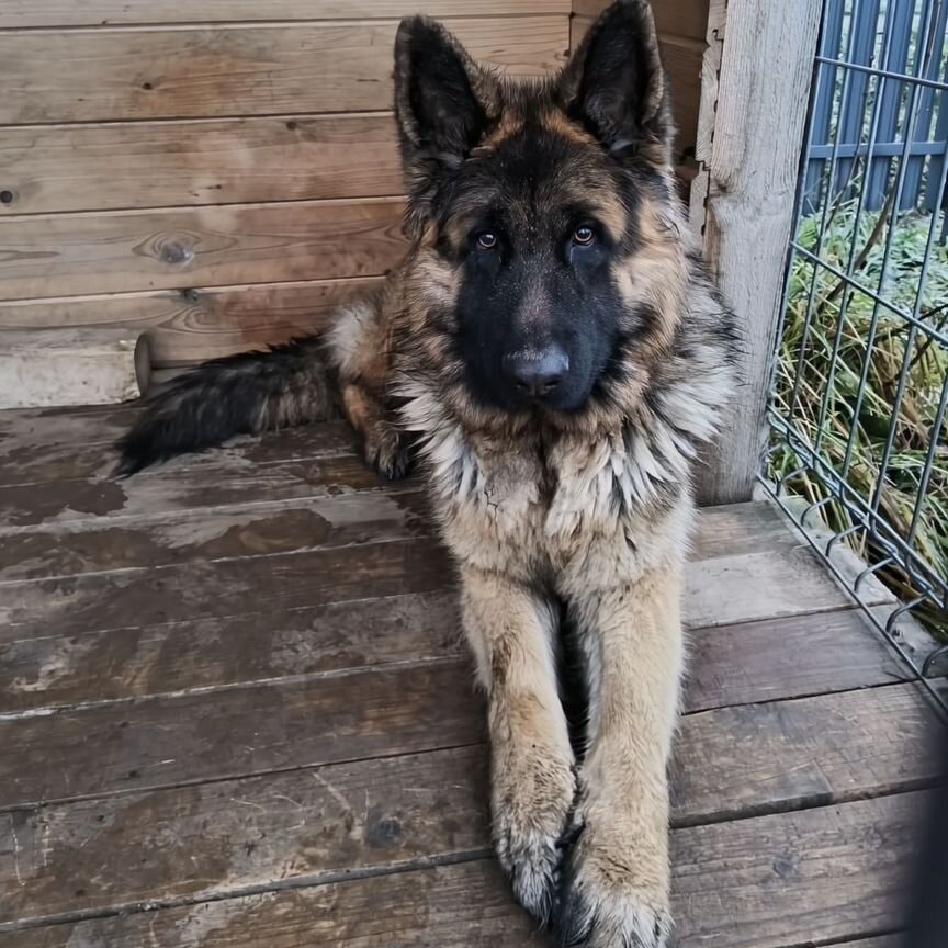 Немецкая овчарка, щенок