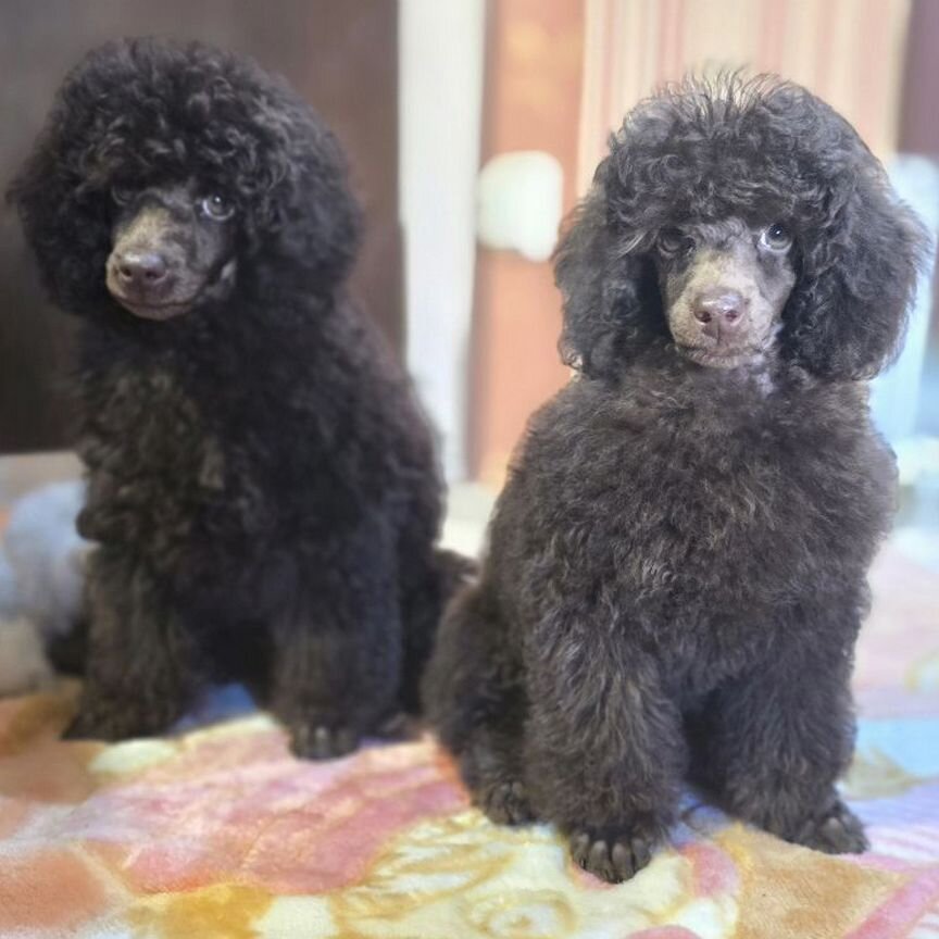 Пудель, щенок