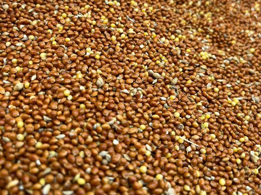 Просо красное