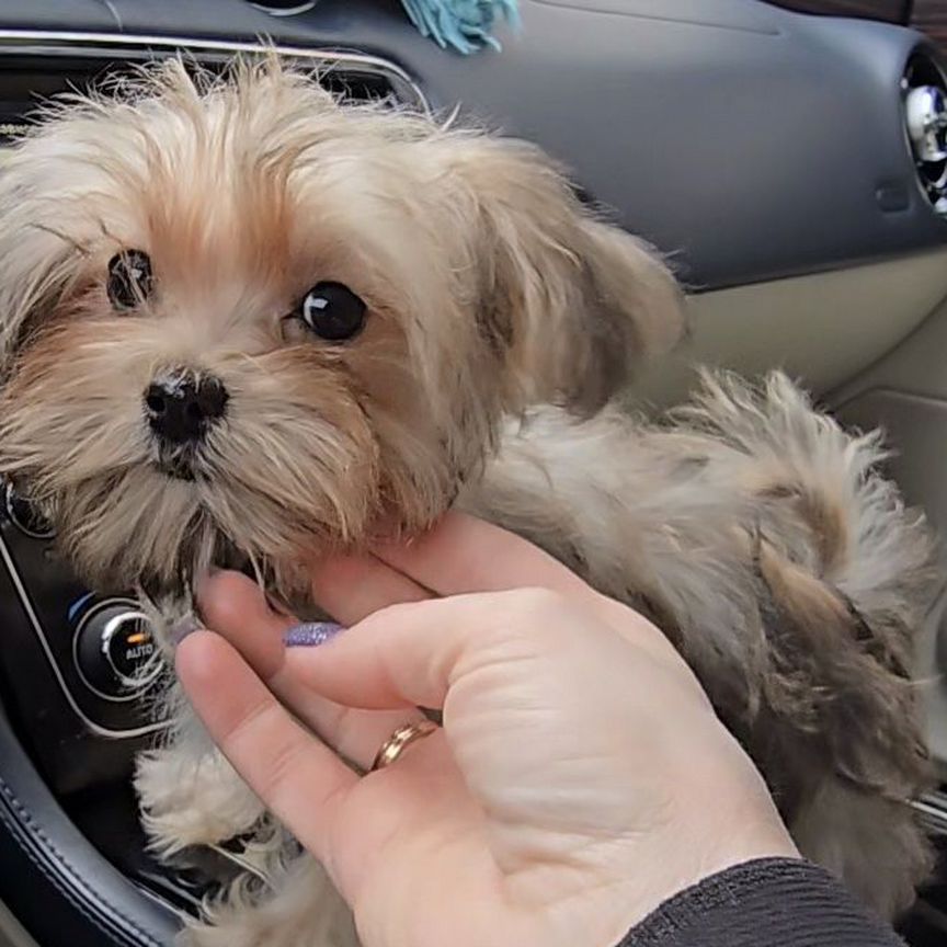 Мальтипу, щенок