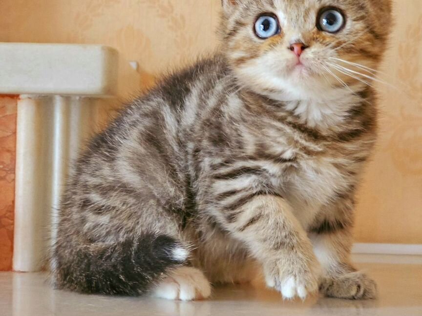 Кошка доминантные голубые глаза