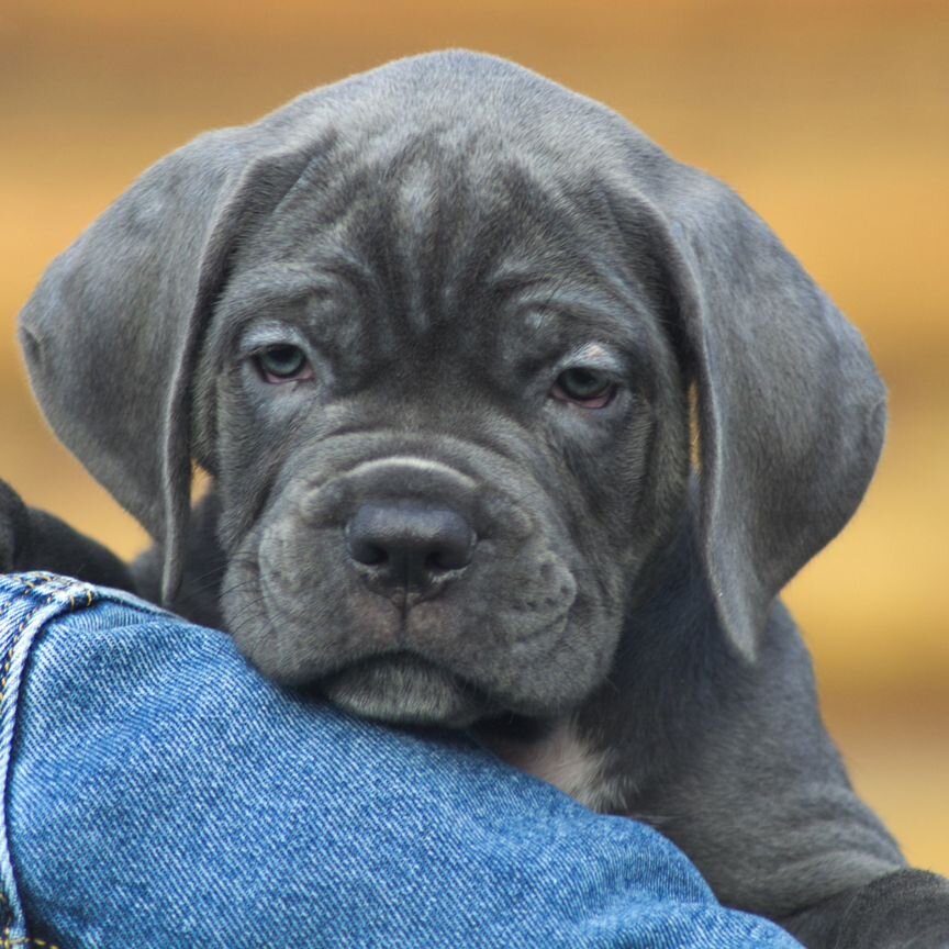 Кане-корсо, щенок