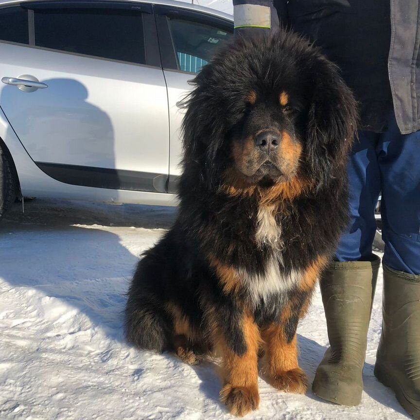 Тибетский мастиф щенки
