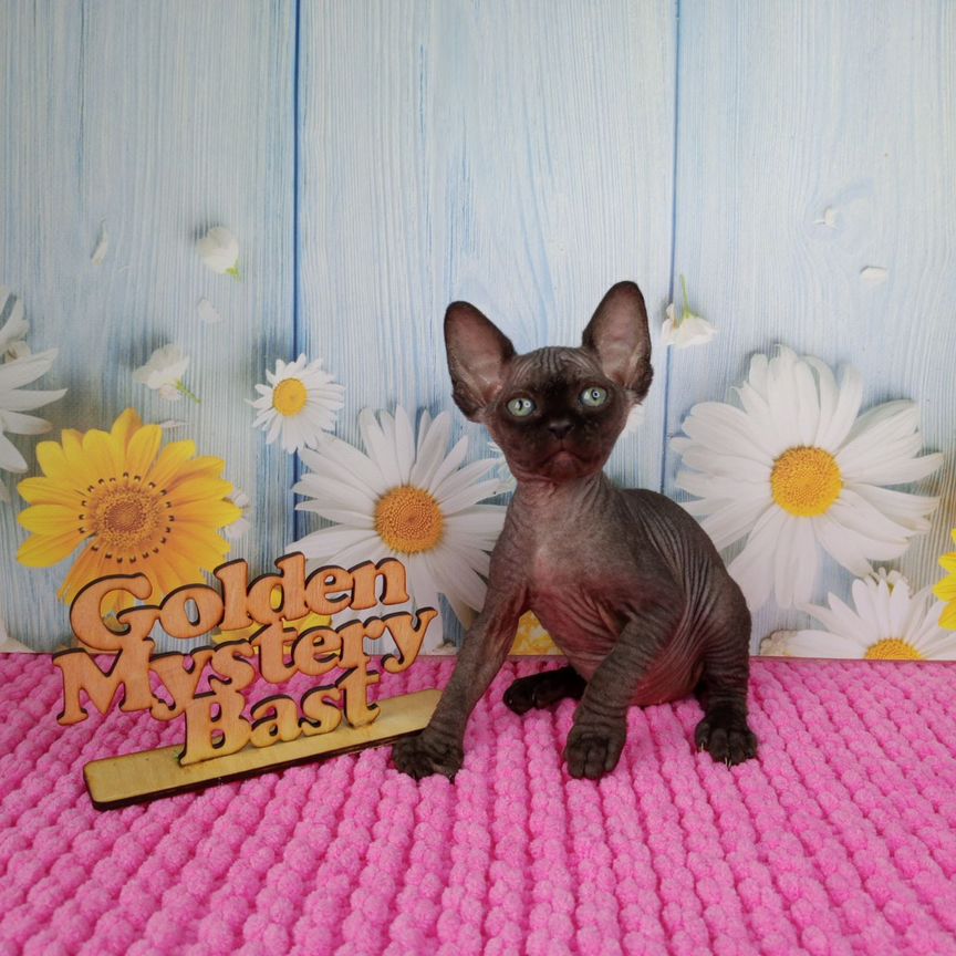 Сфинкс с документами