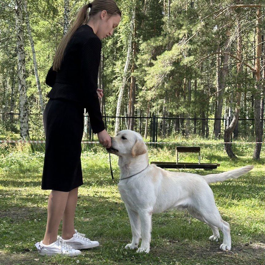 Вязка лабрадор ретривер