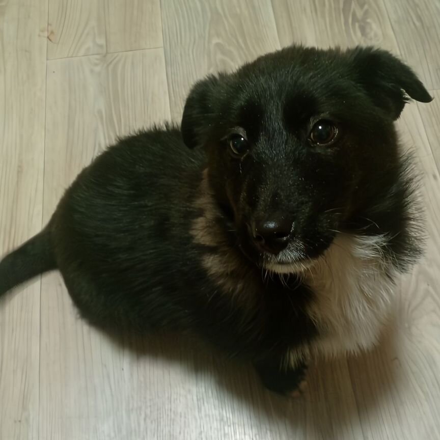 Щенок в добрые руки