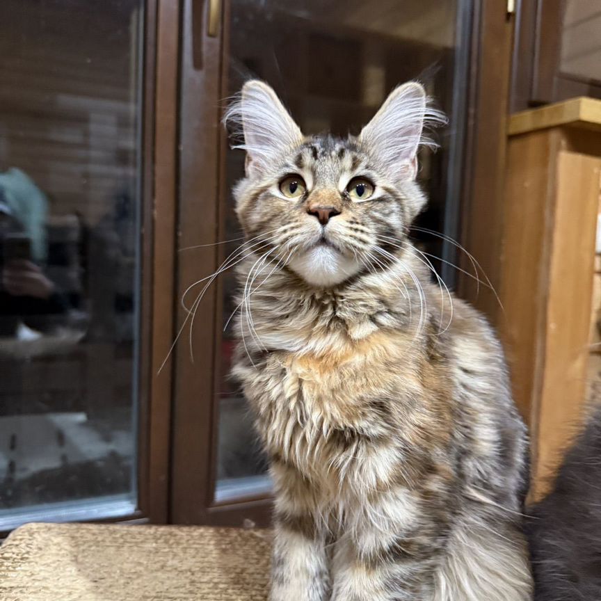 Мейн-кун котенок девочка в любимцы и в разведение