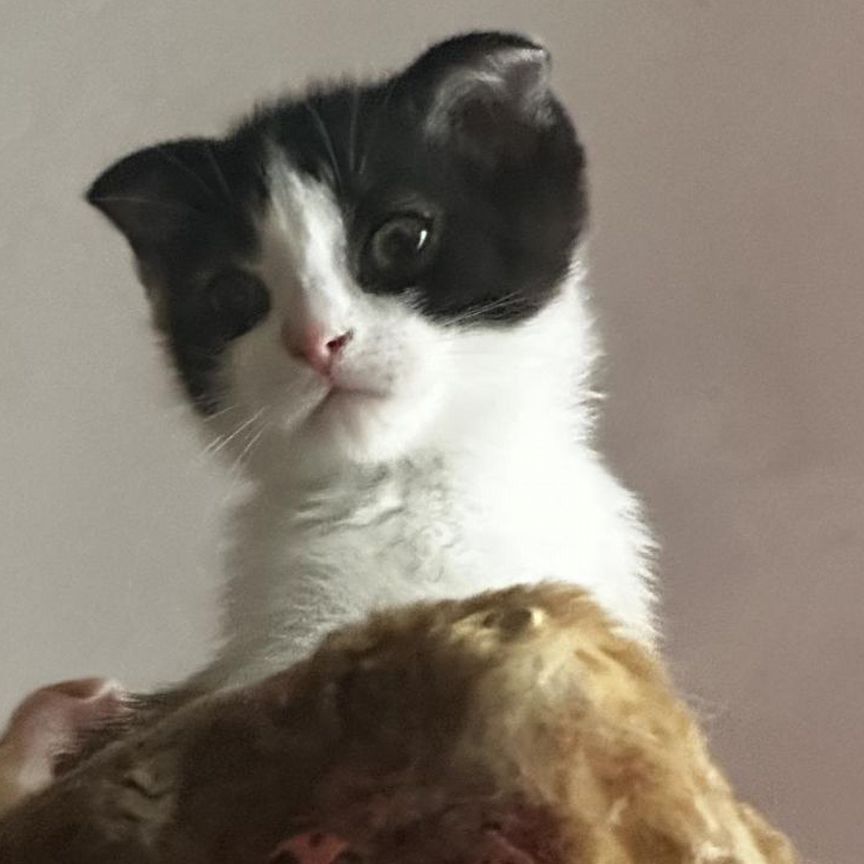 Вислоухие котята в добрые руки