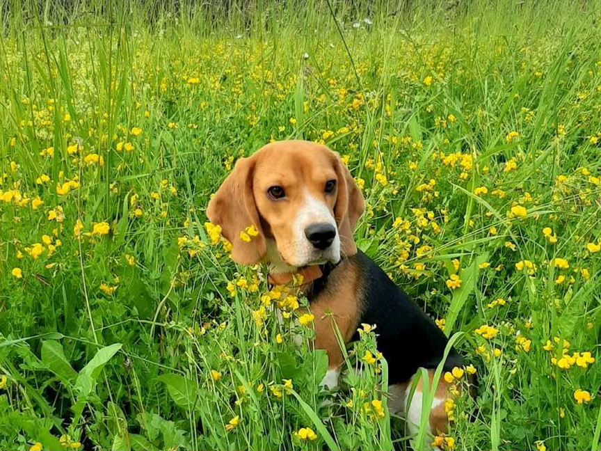 Вязка кобель бигль