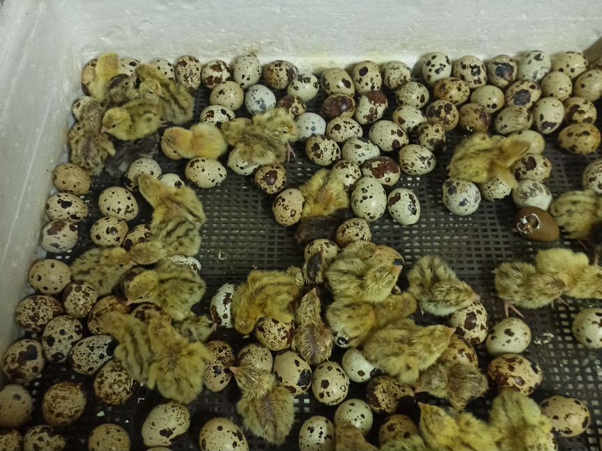 Перепелята суточные