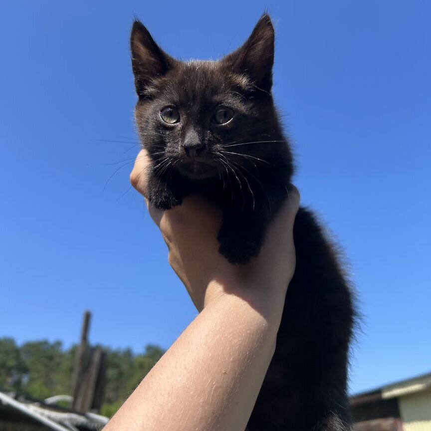 Отдам бесплатно котенка