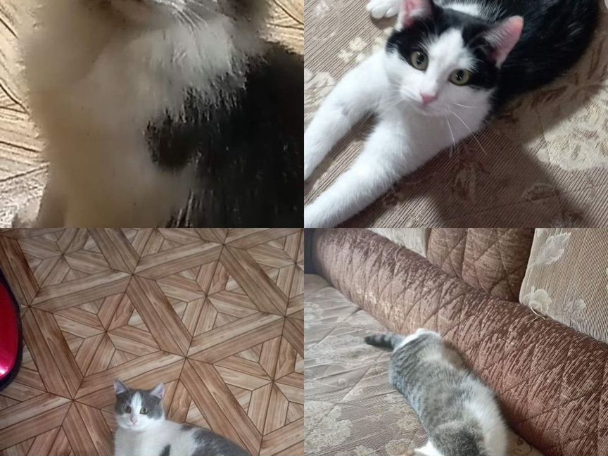 Отдаются котята в ответственные руки