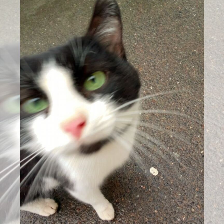 Пристраиваю кошечку