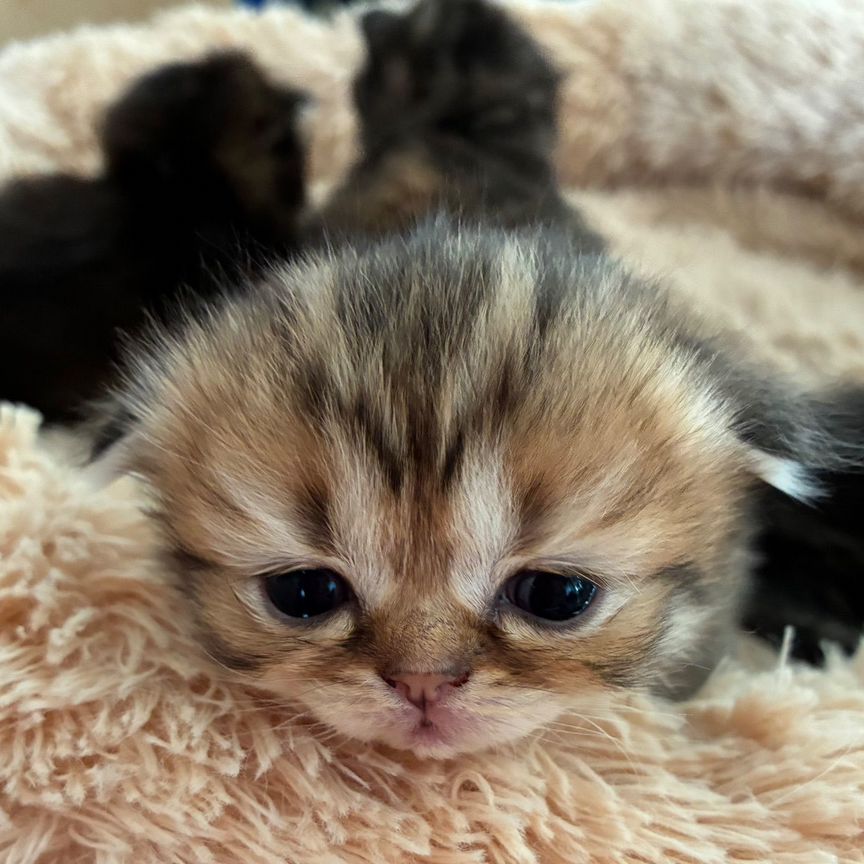 Шотландский вислоухий длинношёрстный котёнок