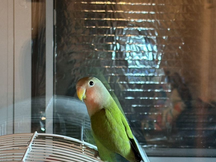 Попугаи неразлучники (розовощекие)