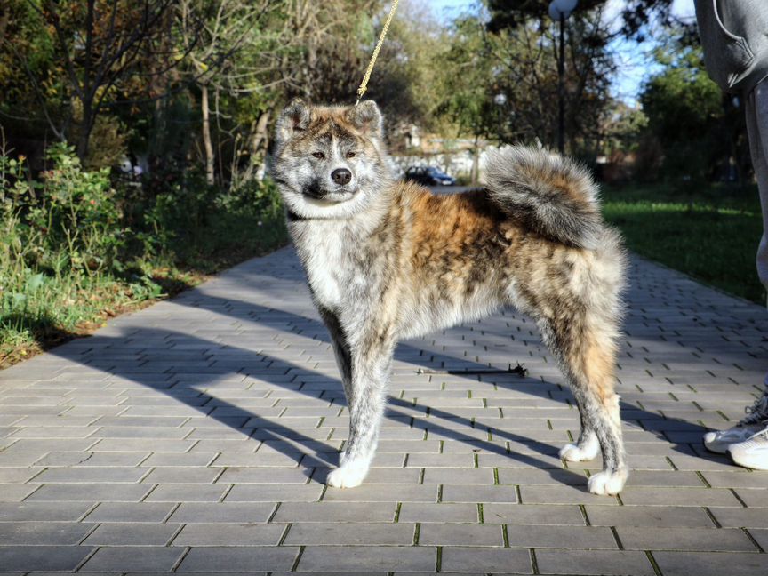 Тигровый молодой кобель японской Акиты