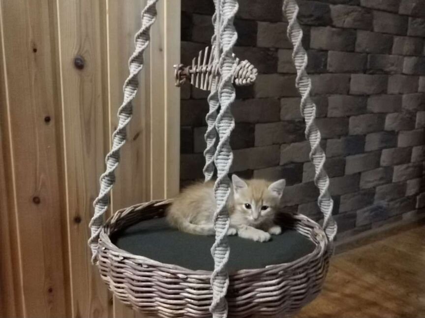 Лежанка и подвес для кошек