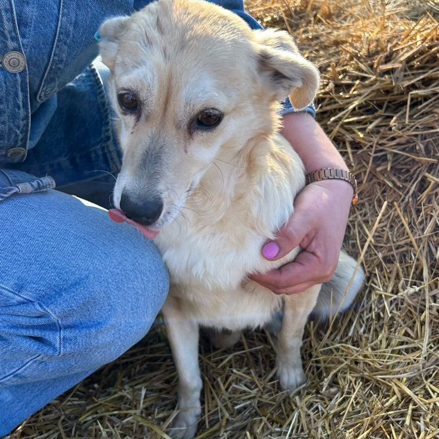 Взрослая собака в добрые руки