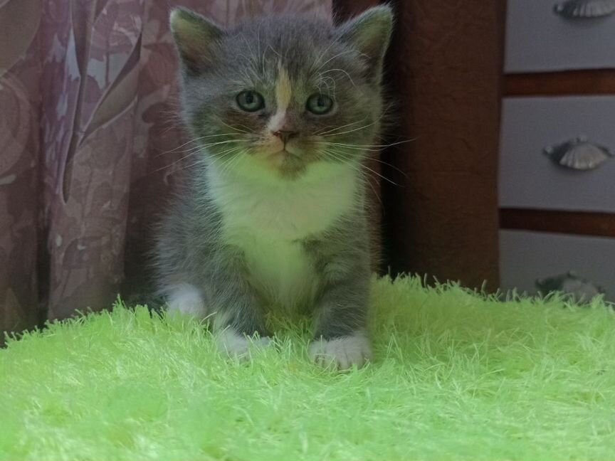 Шотландская