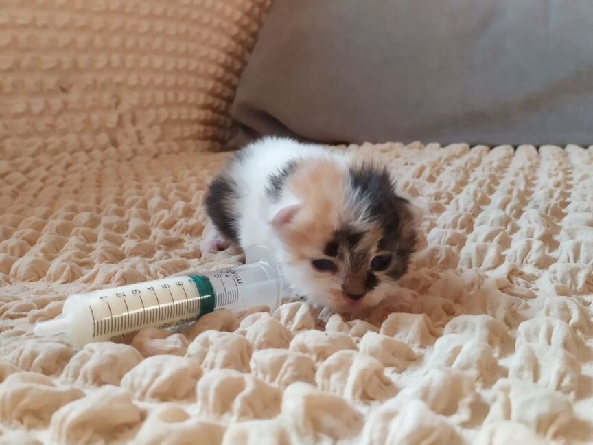 Котенок(самка) в добрые руки