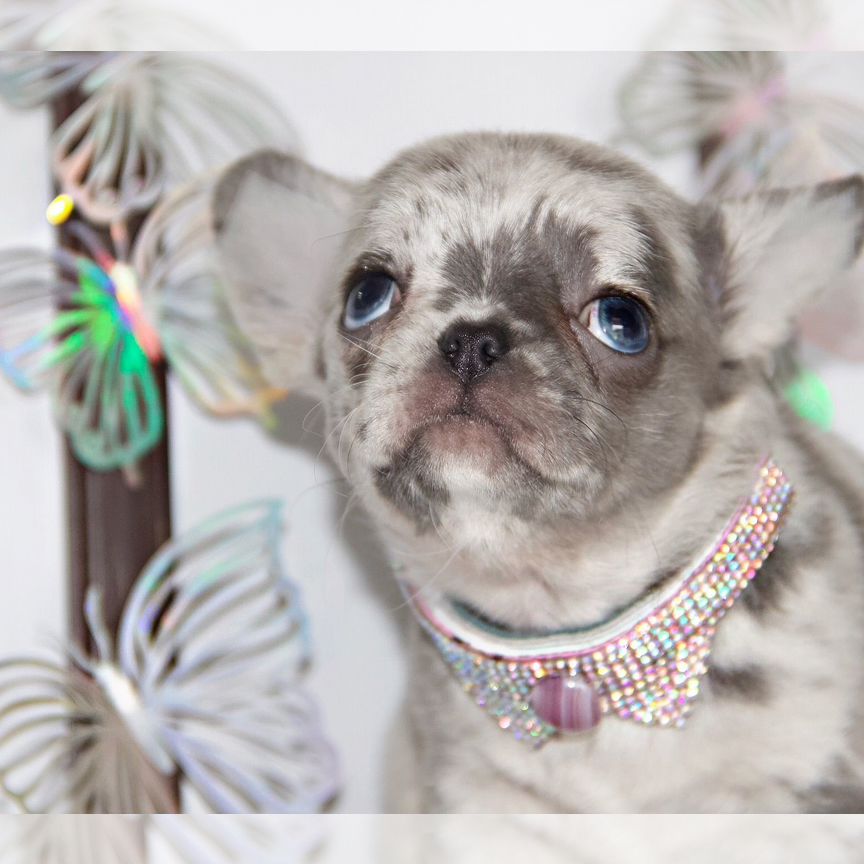 Щенки чихуахуа Сладкая помпушка