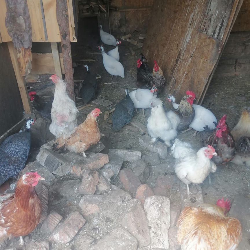 Продам 3х -4х месячных цыплят разных пород и годов