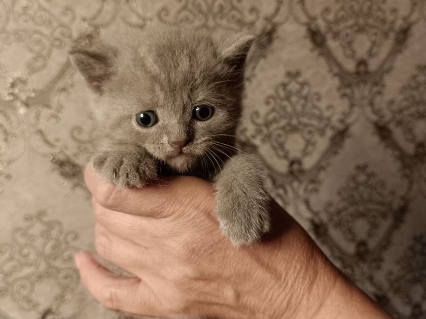 Британские котята