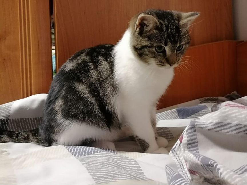 Котенок девочка в добрые руки