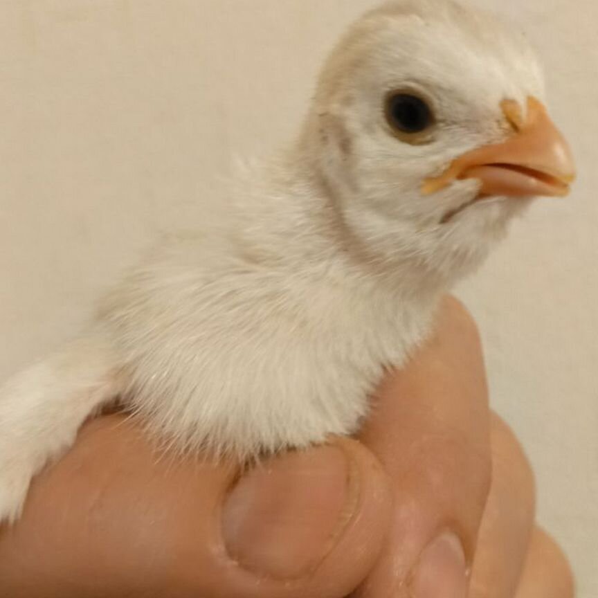 Продам цыплят цесарки