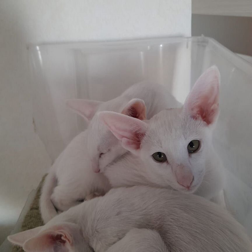 Продам катенка