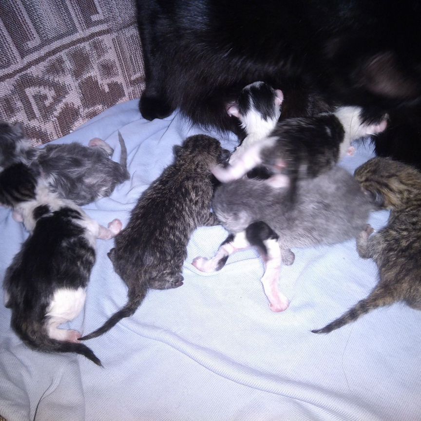 Котята в добрые руки