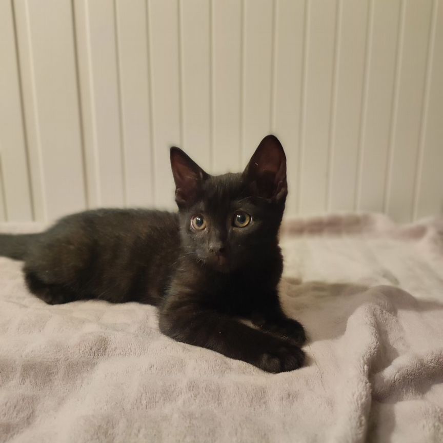 Котенок Ноксик в добрые руки