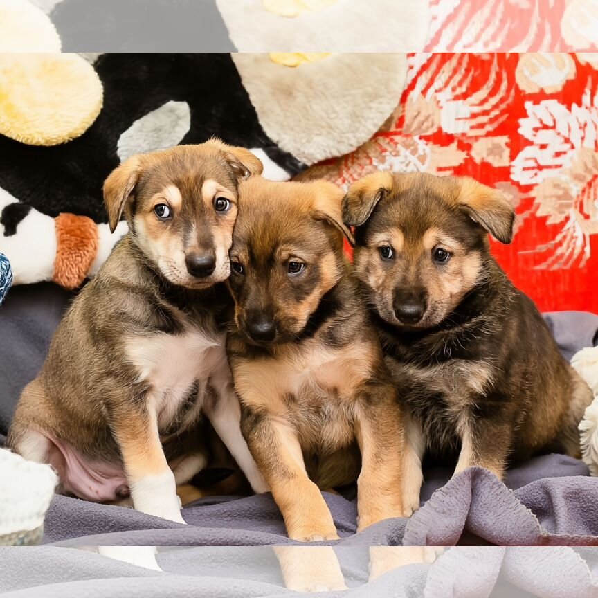 Щенок в добрые руки