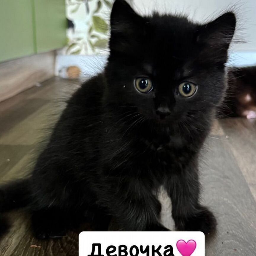 Котёнок в добрые руки