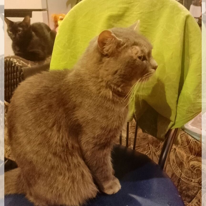 Британский длинношёрстный, взрослый кот