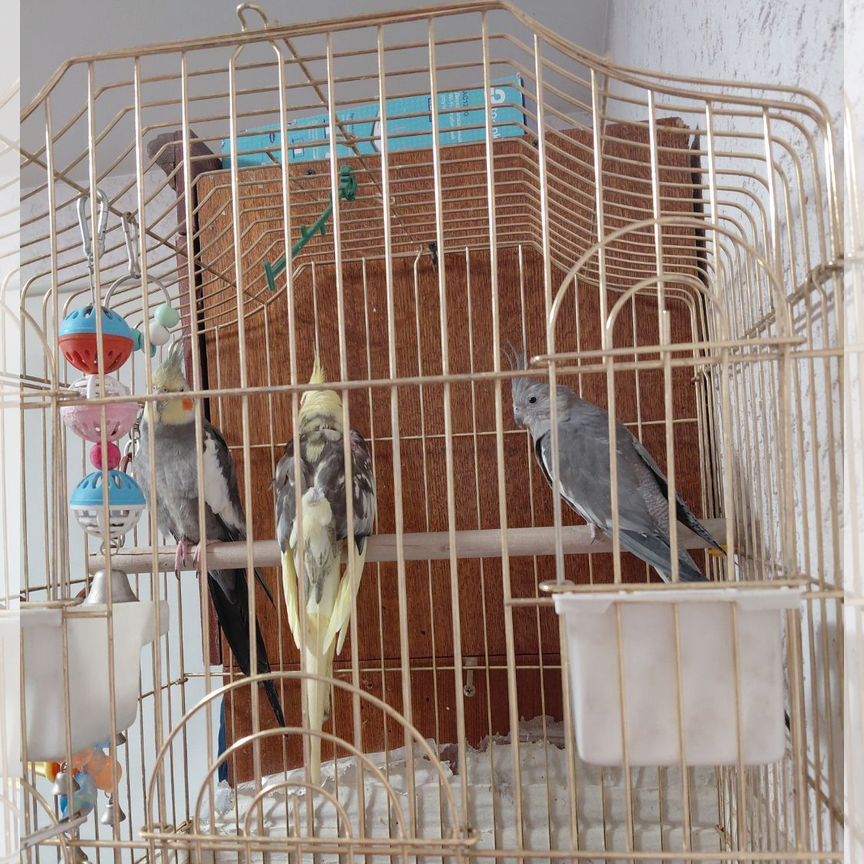 Попугай корелла самка и два самца