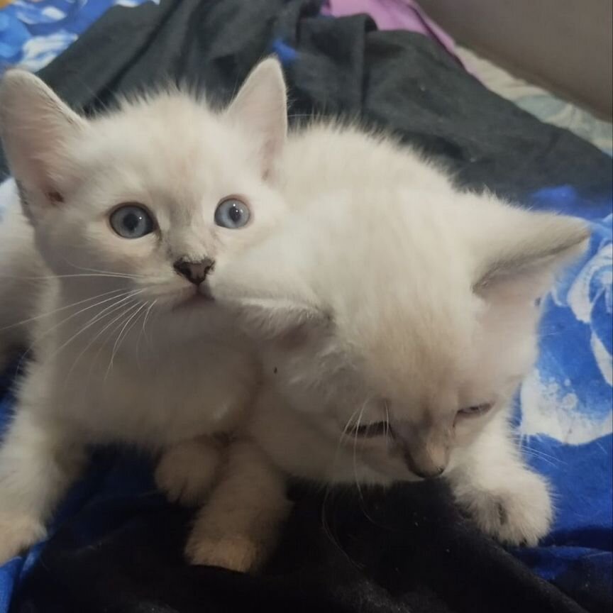 Отдам котят