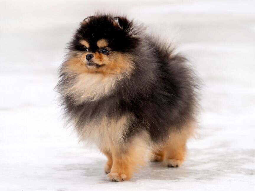 Шпиц померанский мишка мини